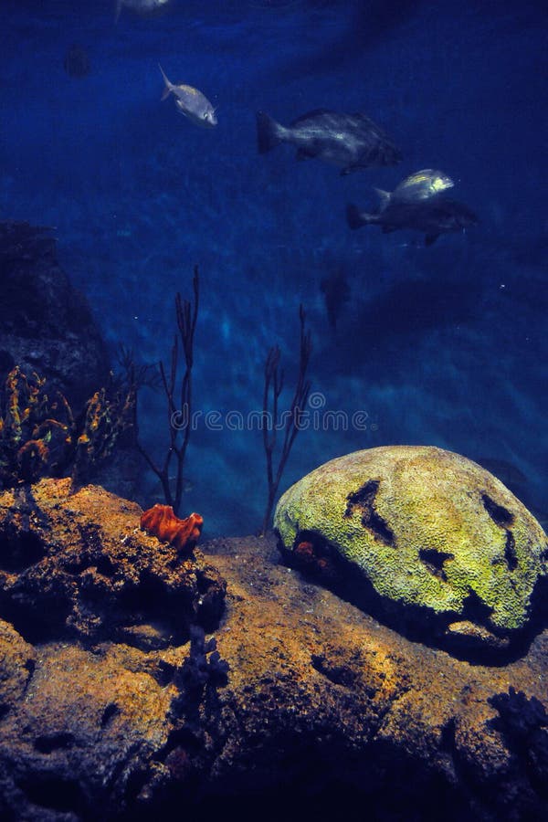 Freshwater Aquarium in Pseudo-sea Style. Aqua Scape and Aqua Design ...