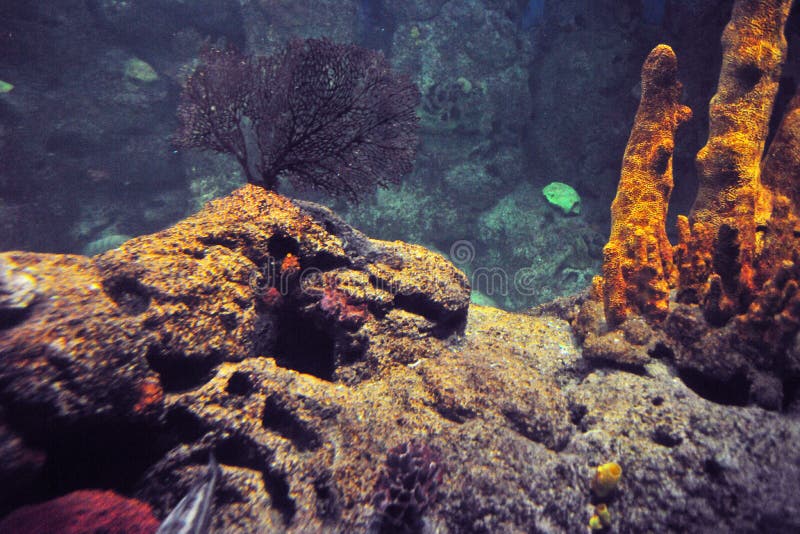 Freshwater Aquarium in Pseudo-sea Style. Aqua Scape and Aqua Design ...