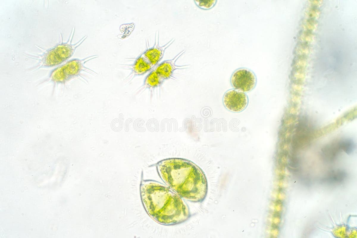 798 Phytoplankton Microscope Stock Photos - Free & Royalty-Free Stock ...