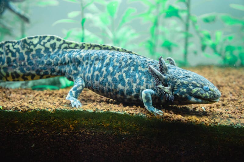 Freshwater Axolotl in Fish Tank Stock Photo - Image of cute, lake ...