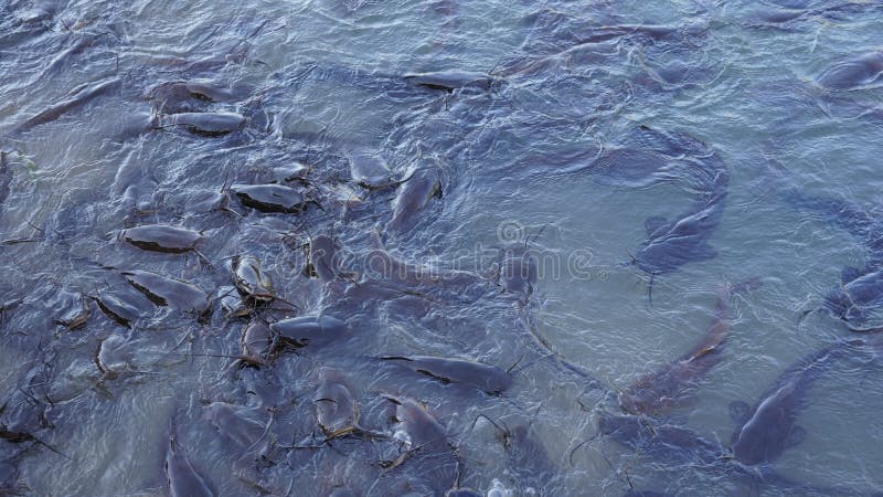 Freshwater Black Catfish. Group of Catfish Waiting for Bread Feeding in ...