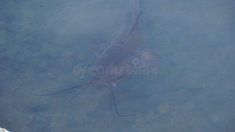 Freshwater Black Catfish Waiting for Bread Feeding in the Swamp Stock ...