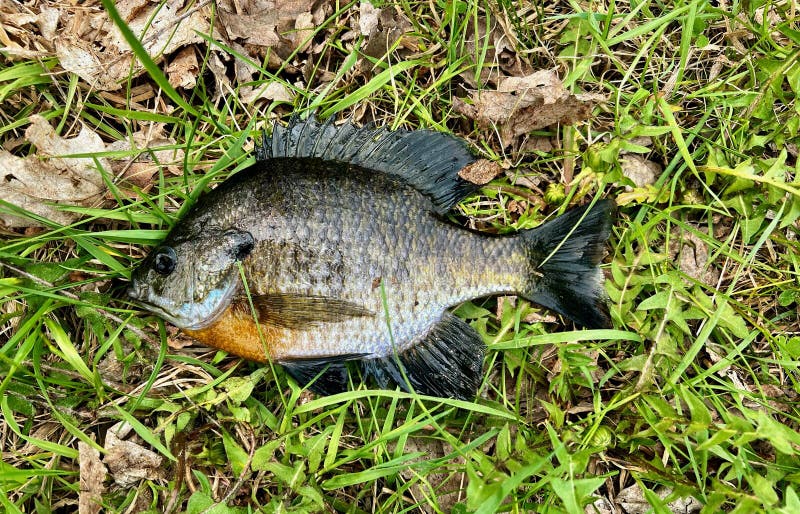 Freshwater Bluegill stock image. Image of fish, wildlife - 279048543