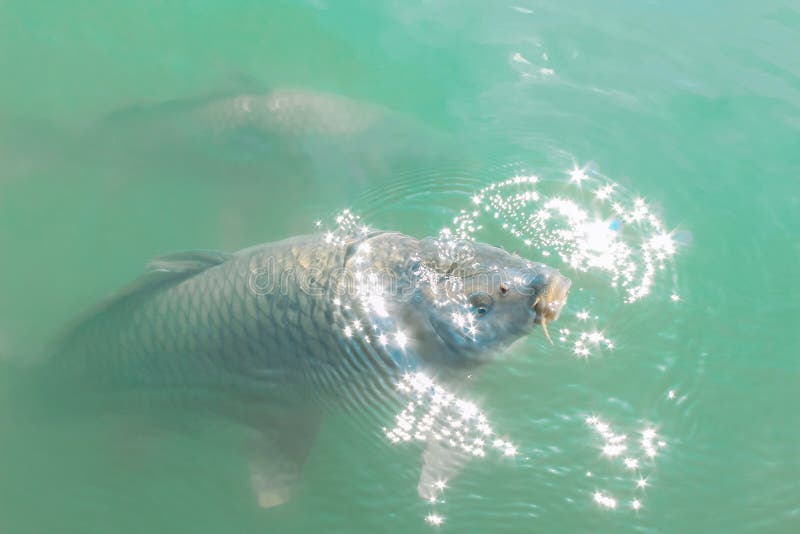 Freshwater Carp with Big Open Mouth Feeding with Sun Reflex on the Pond ...