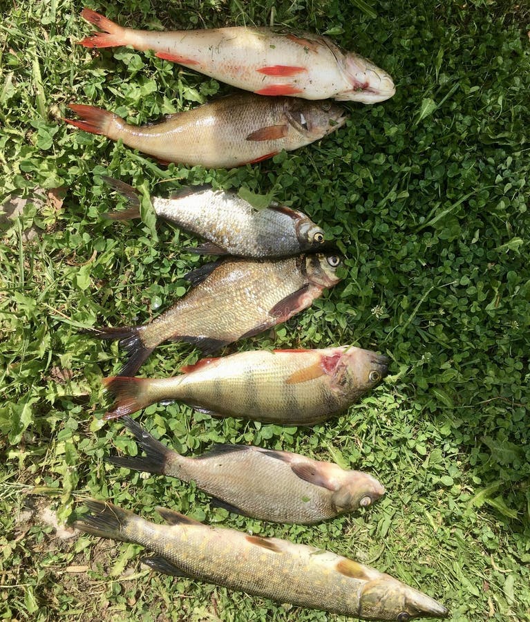 Freshwater Catch Pike Carp Perch Grass Stock Photos - Free & Royalty ...