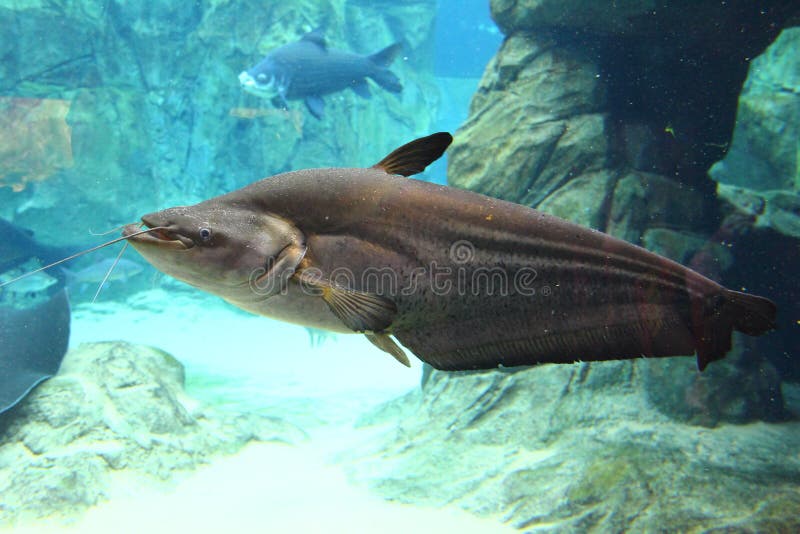 Freshwater Catfish from the Side Stock Photo - Image of nature, tank ...