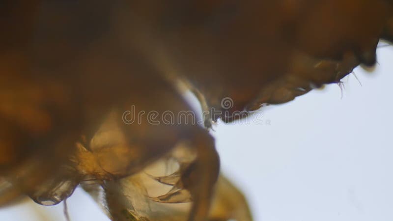 Centipede Under A Microscope