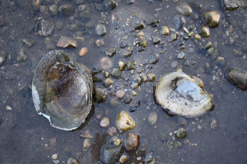Freshwater Shells in the Muddy Fox River Stock Image - Image of ...