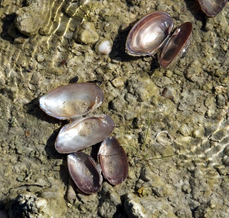Freshwater shells stock image. Image of shell, meat, sandy - 42930827