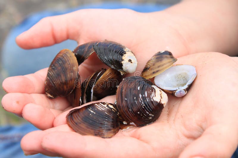 Freshwater clamshells stock image. Image of lunch, closed - 25121165