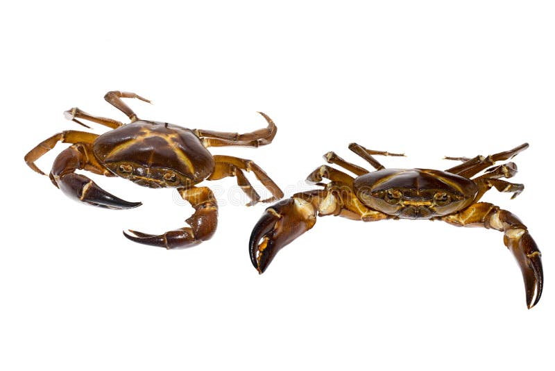 Freshwater crab animal stock image. Image of food, seafood - 258013809