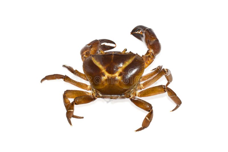 Freshwater crab animal stock image. Image of nature - 258014765
