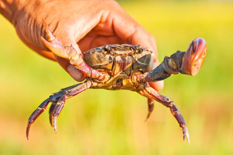 Crab in hand macro stock image. Image of macro, ocean - 50881995