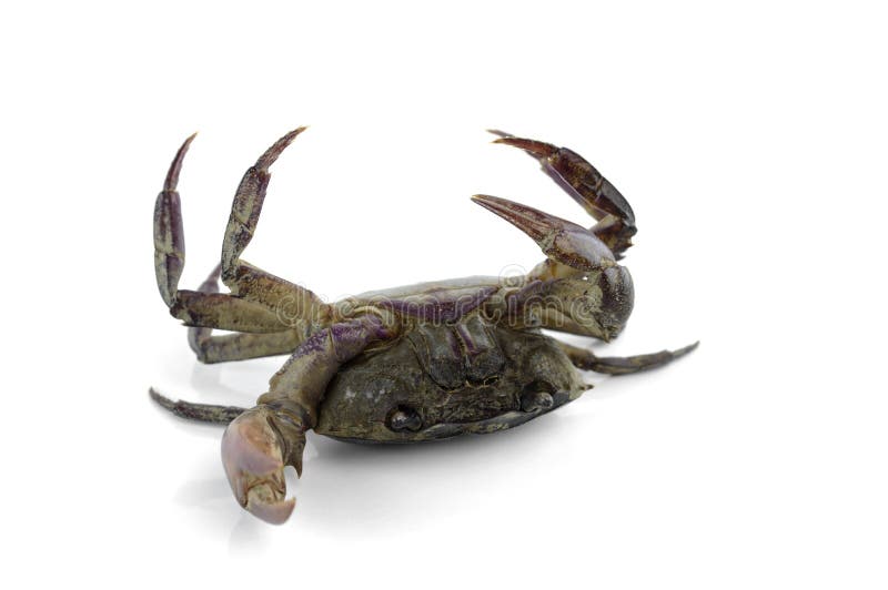 Freshwater Crab Isolated on a White Background Stock Image - Image of ...