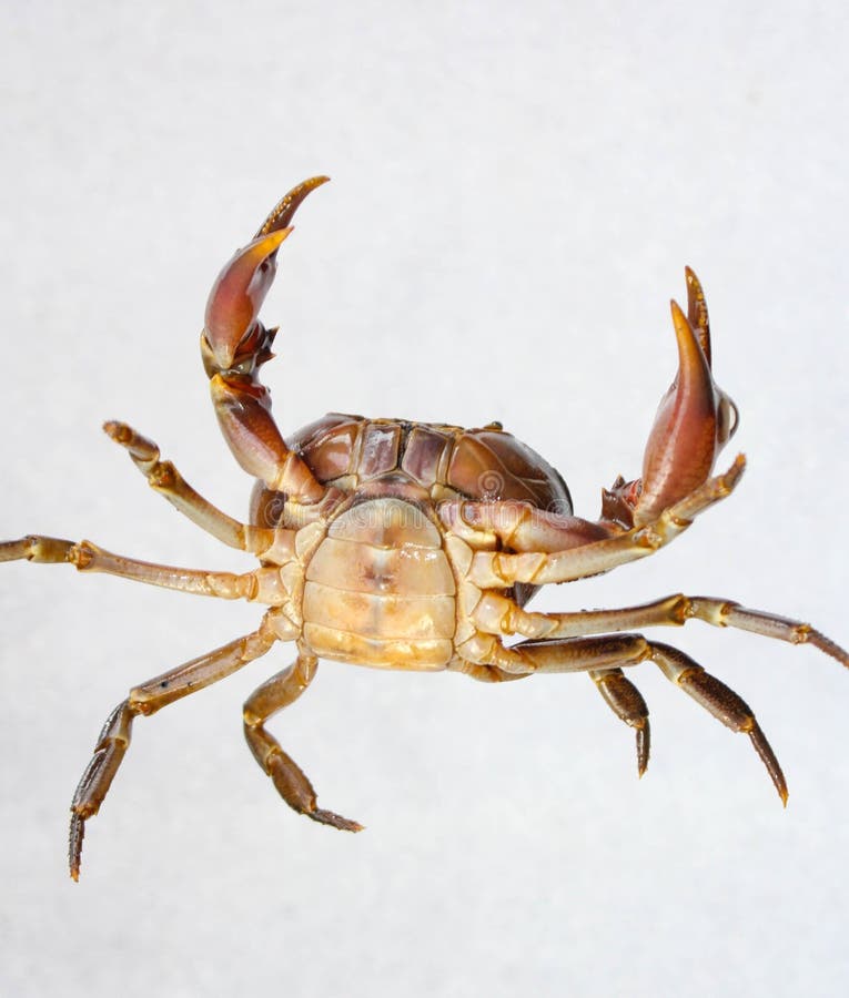 Freshwater Crab Isolated on White Background Stock Photo - Image of ...