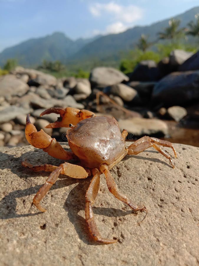 A Freshwater Crab on the Rock Stock Photo - Image of blue, morning ...