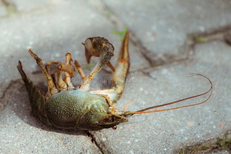 Freshwater Crayfish Under Close-up. Green Shell and Claws. Long ...