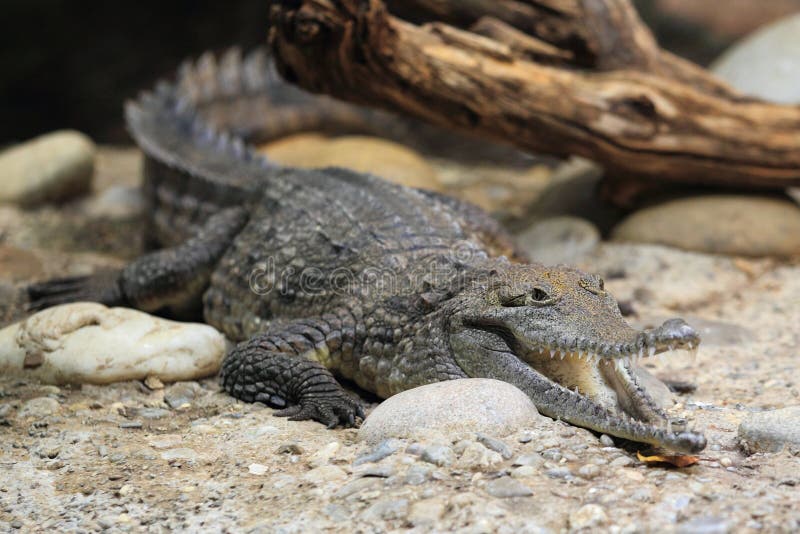 Freshwater crocodile stock photo. Image of freshie, freshwater - 25852202