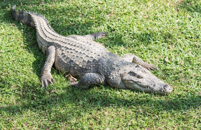 Crocodile Sleep Animal Dormir Animal Foret Nature Stock Photo - Image ...