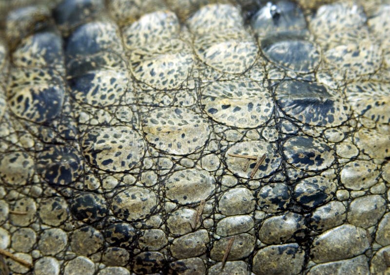 Freshwater Crocodile Texture Stock Image - Image of park, northern ...