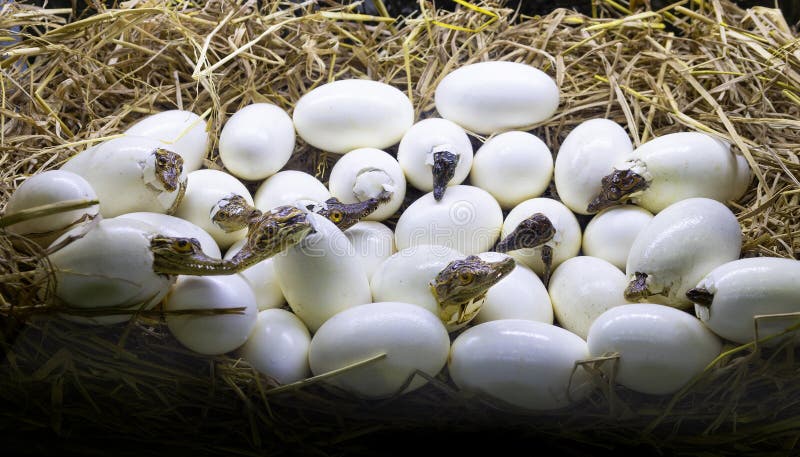 Freshwater Crocodiles Hatch from Eggs in a Farm Raised Stock Photo ...