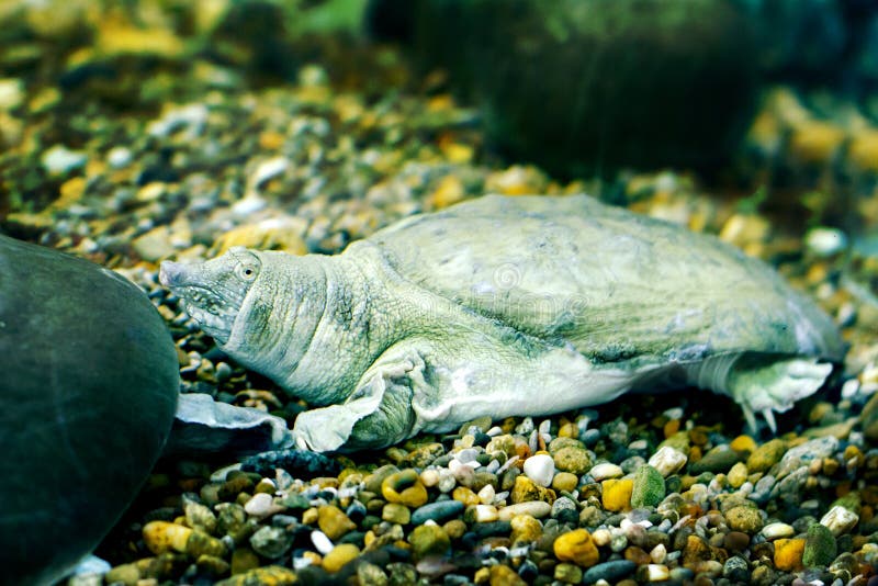 Freshwater Exotic Chinese Softshell Turtle Stock Photo - Image of ...