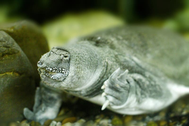 Freshwater Exotic Chinese Softshell Turtle Stock Photo - Image of soft ...