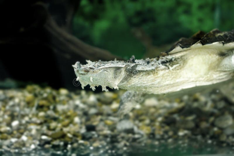 Freshwater Exotic Turtles Matamata Stock Image - Image of predator ...