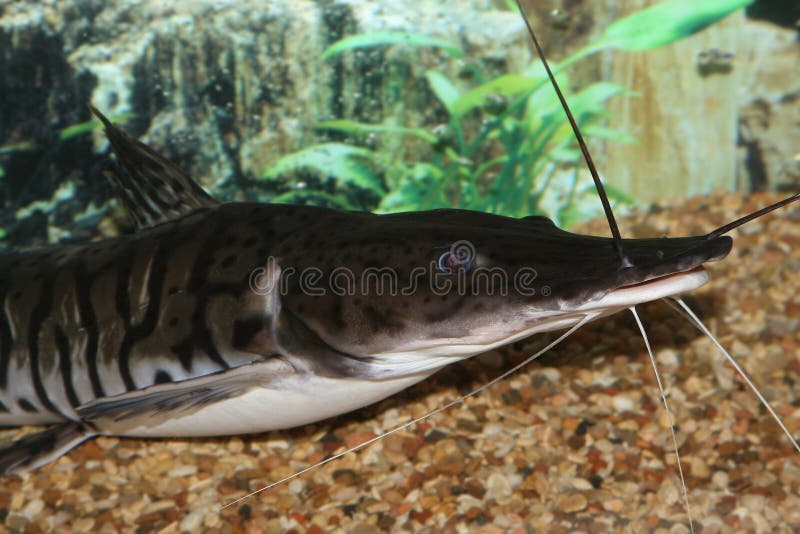 Freshwater fish stock photo. Image of sorubim, freshwater - 6346116