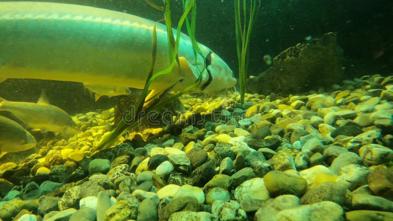 Freshwater Fish that Also are in the Danube River Stock Video - Video ...