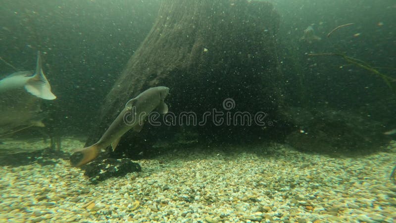 Freshwater Fish that Also are in the Danube River Stock Footage - Video ...