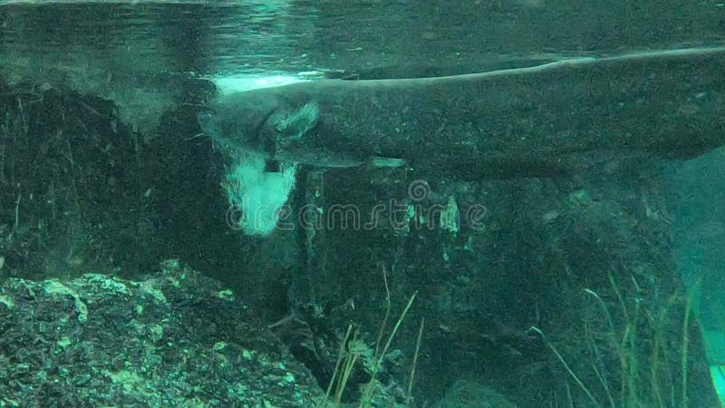 Freshwater Fish that Also are in the Danube River Stock Video - Video ...