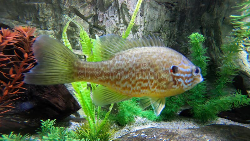 Freshwater Fish that Also are in the Danube River Stock Footage - Video ...