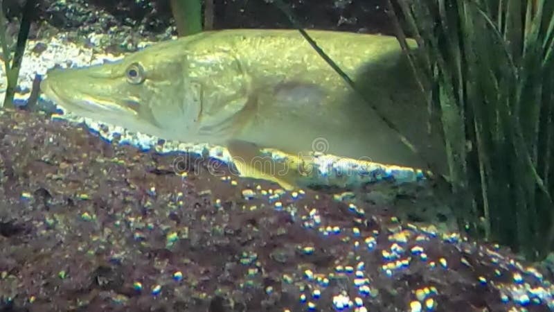 Freshwater Fish that Also are in the Danube River Stock Footage - Video ...