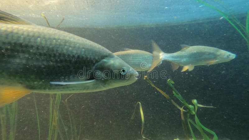Freshwater Fish that Also are in the Danube River Stock Video - Video ...