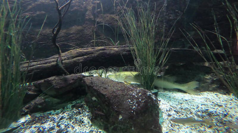 Freshwater Fish that Also are in the Danube River Stock Video - Video ...