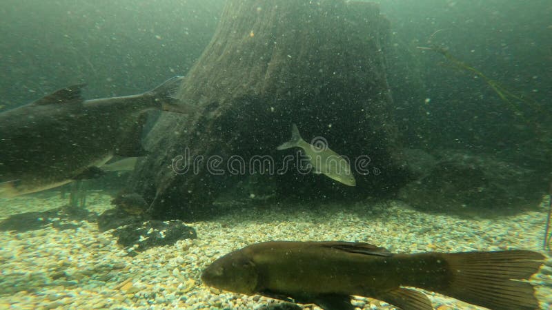 Freshwater Fish that Also are in the Danube River Stock Video - Video ...