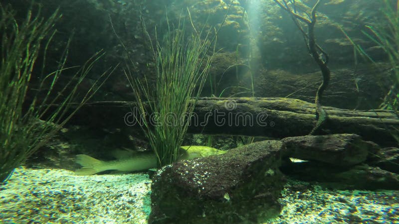 Freshwater Fish that Also are in the Danube River Stock Video - Video ...