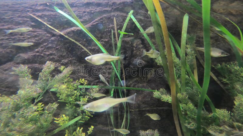 Freshwater Fish that Also are in the Danube River Stock Video - Video ...