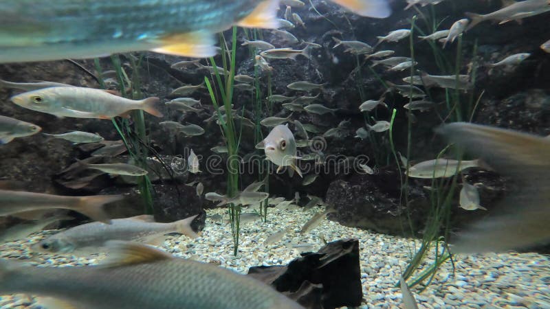 Freshwater Fish that Also are in the Danube River Stock Video - Video ...
