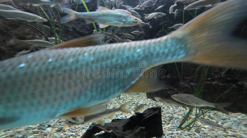 Freshwater Fish that Also are in the Danube River Stock Video - Video ...