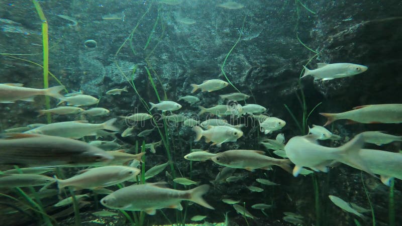 Freshwater Fish that Also are in the Danube River Stock Footage - Video ...