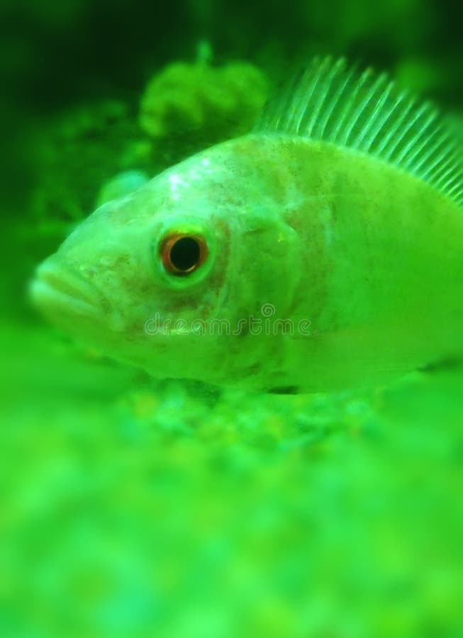 Freshwater Fish at the Bottom of the Aquarium Stock Photo - Image of ...
