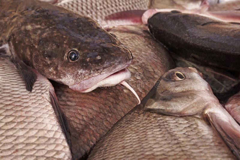 Freshwater fish burbot stock photo. Image of gills, hand - 168162420