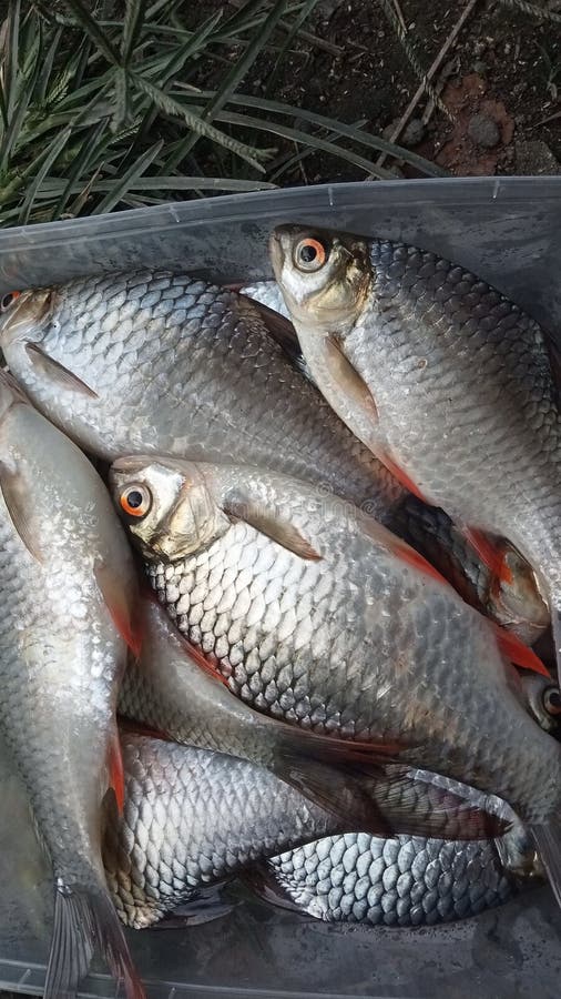 This Freshwater Fish is Called Tawes Fish Stock Image - Image of fresh ...