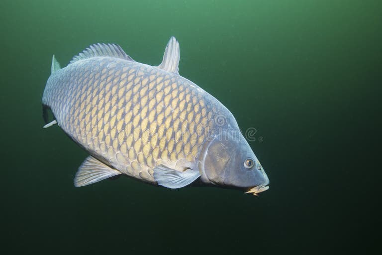 19,143 Carp Underwater Stock Photos - Free & Royalty-Free Stock Photos ... 19,143 Carp Underwater Stock Photos - Free & Royalty-Free Stock Photos ...