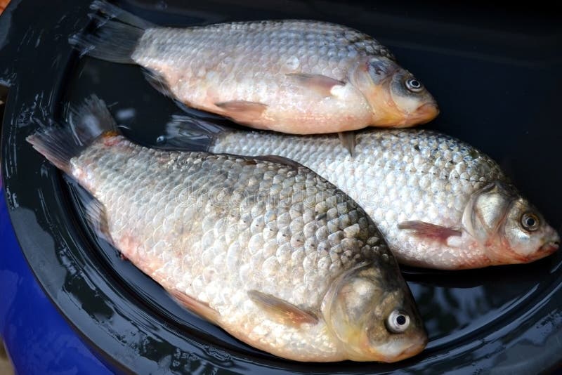 Freshwater Fish Caught on the Canals of the Danube River 1 Stock Photo ...