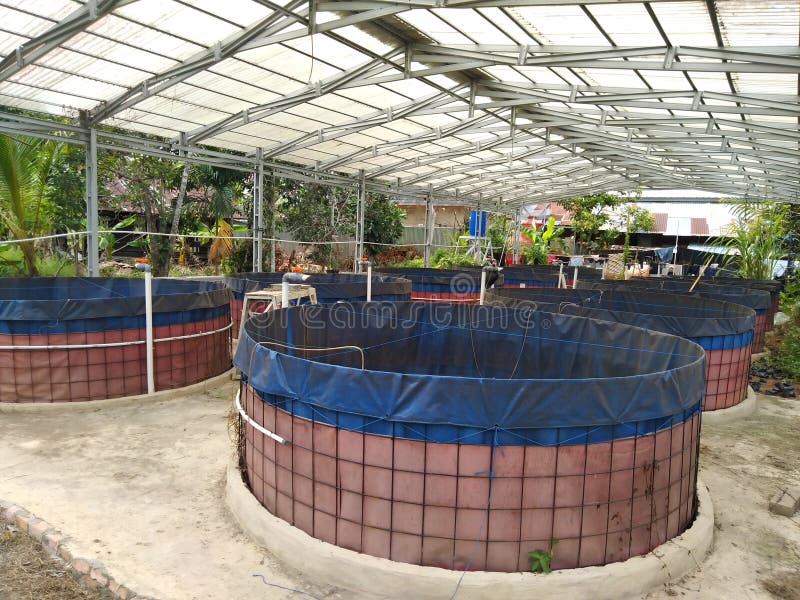 Freshwater Fish Farm with Tarpaulin Pond Stock Photo - Image of catfish ...