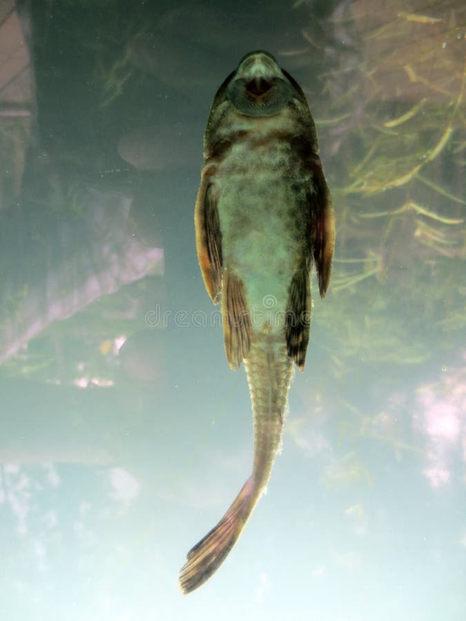 Freshwater fish stock image. Image of happy, form, edward - 139494865