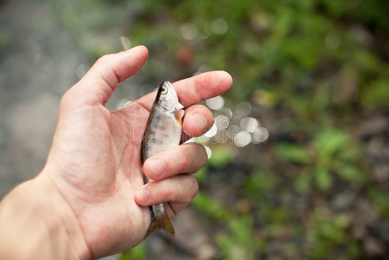 Freshwater Fish in a hand stock image. Image of heap - 26124095